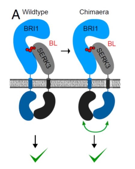 Mechanistic basis for the activation of membrane receptor kinases by ...