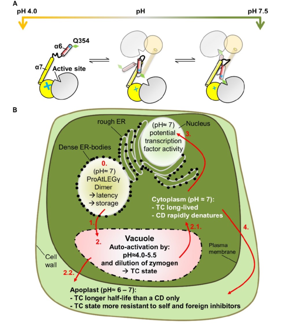 Crystal structure and pH dependency of peptidase & ligase activity in ...