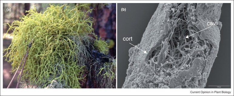 Review: Relative symbiont input and the lichen symbiotic outcome ...