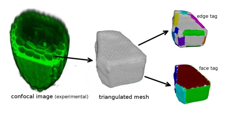 A Computational Framework For Cortical Microtubule Dynamics In