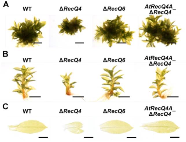Role of RecQ helicases in DNA repair and gene targeting in moss (Plant ...