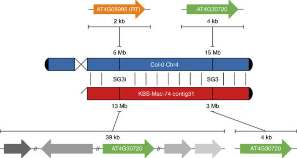 High contiguity Arabidopsis thaliana genome assembly with a single nanopore flow cell (Nature ...