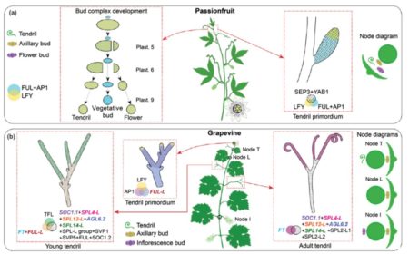 Review: The molecular control of tendril development in angiosperms ...