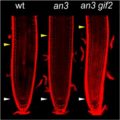 Underground Functions of GIF Genes | Plantae