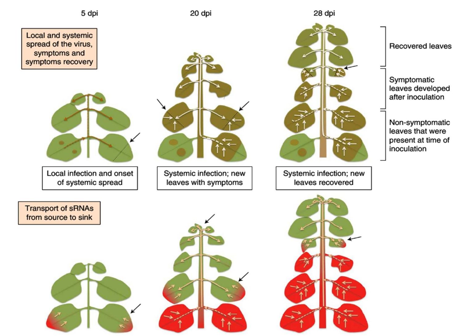 Crosstalk between PTGS and TGS pathways in natural antiviral immunity ...