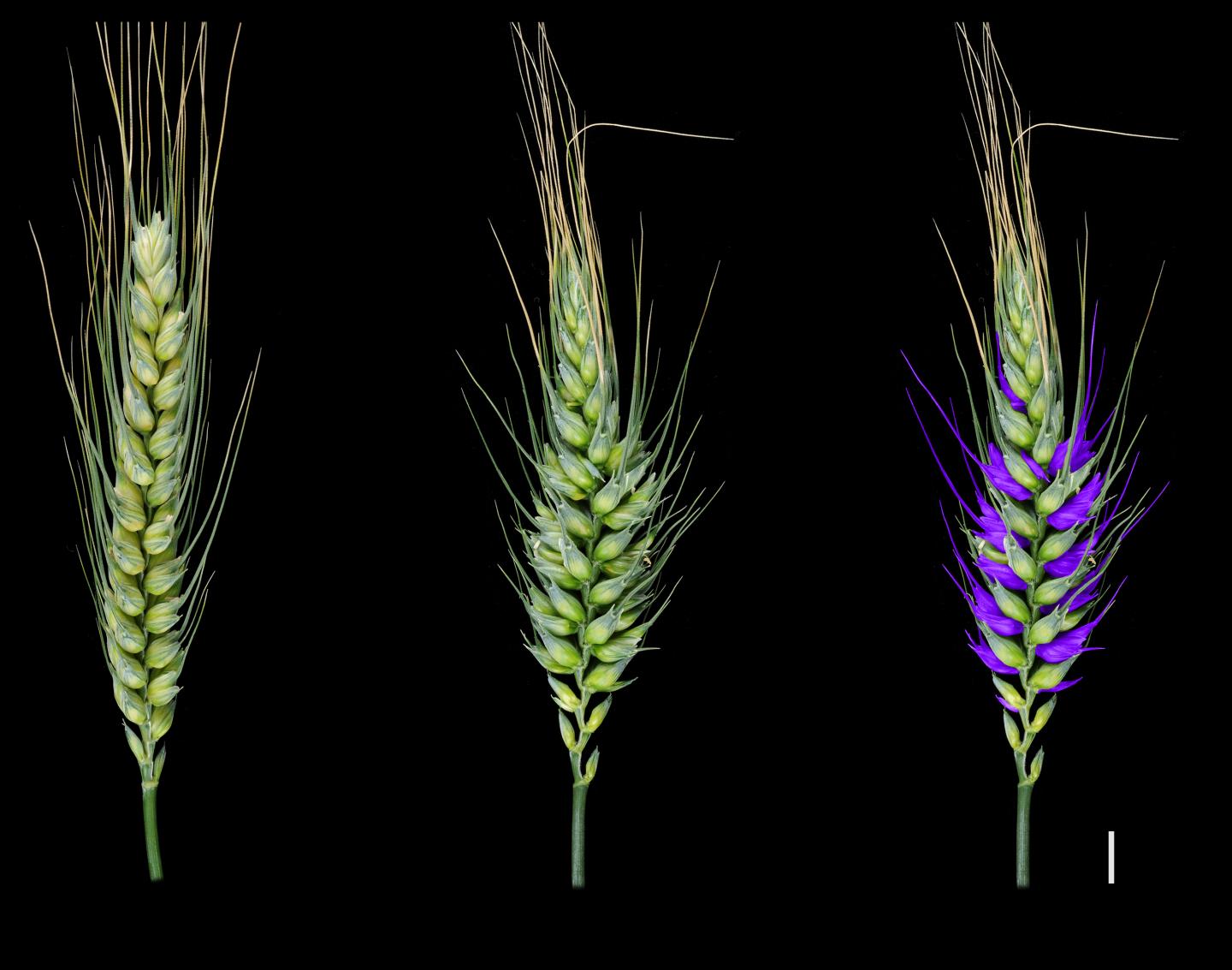 Wheat research discovery yields genetic secrets that could shape future ...
