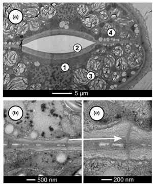 Guard cells in fern stomata are connected by plasmodesmata, but control ...