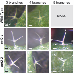 Trichome branching is regulated by the m6A reader ECT2 in Arabidopsis ...