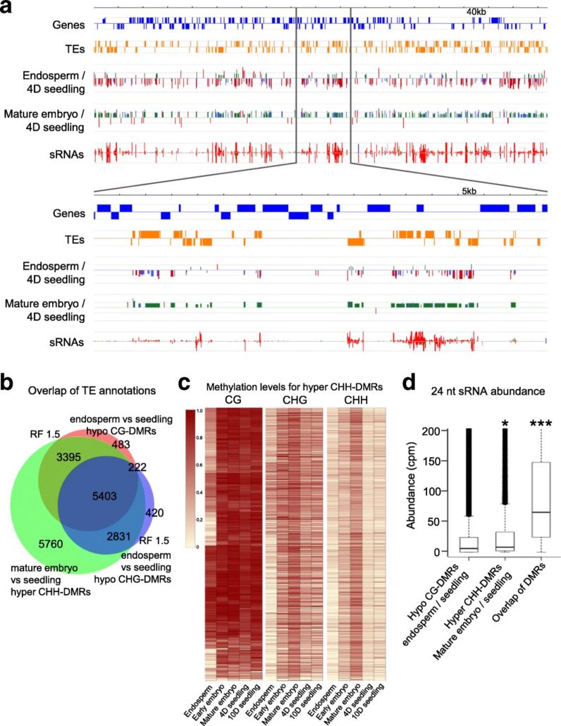 DNA methylation dynamics during early plant life | Plantae