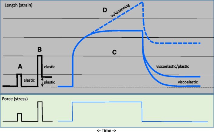 Update: Diffuse Growth of Plant Cell Walls | Plantae