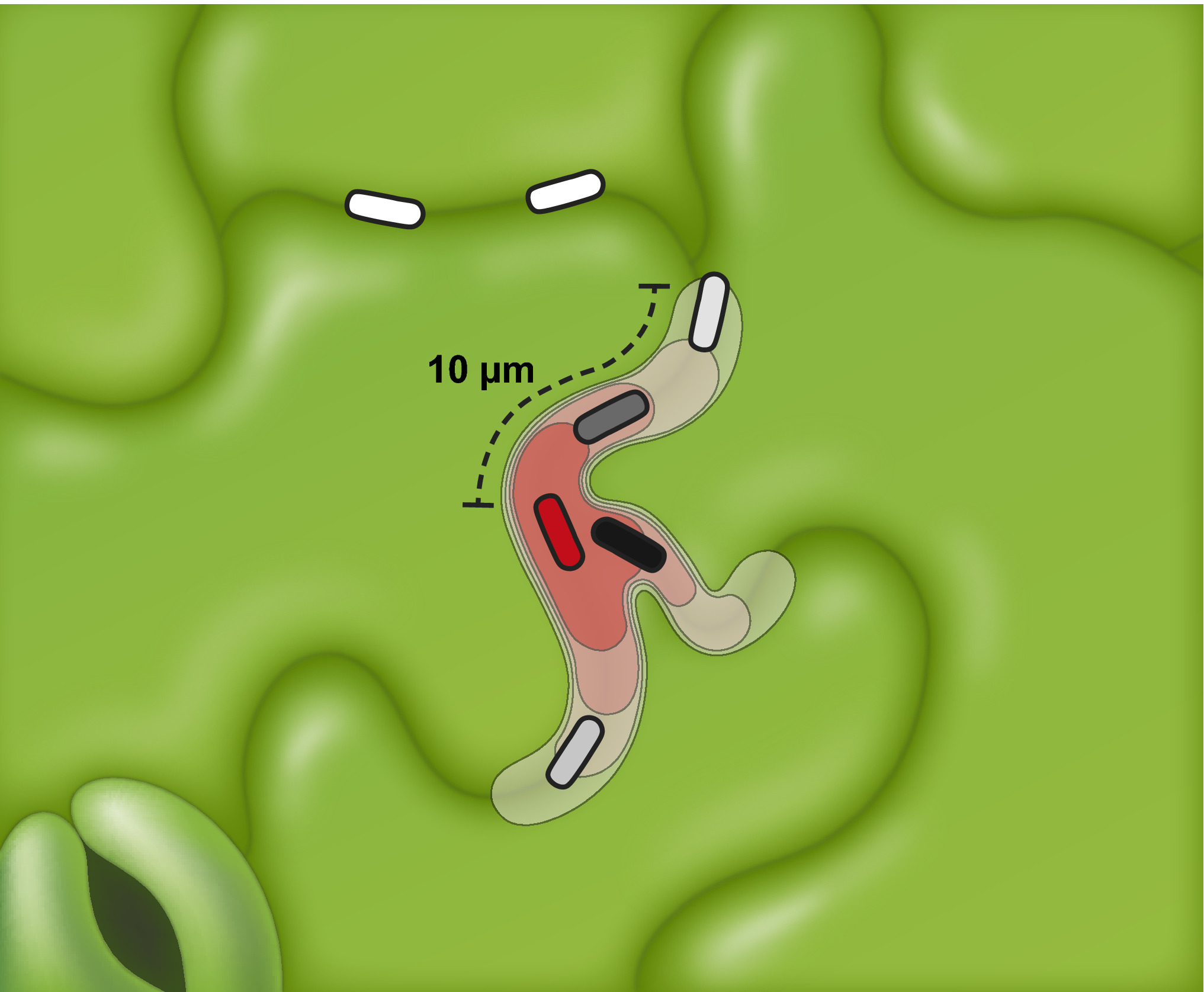 Insight: Phyllosphere microbiology: at the interface between microbial ...