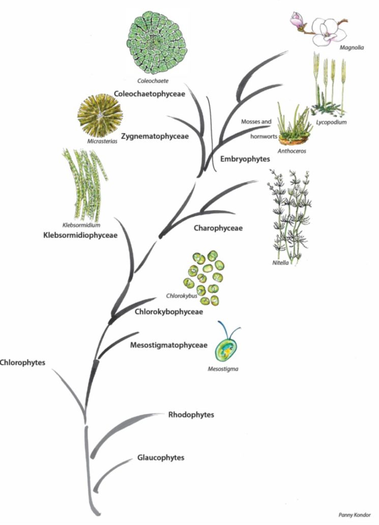 A New Polysaccharide with a Long Evolutionary History | Plantae