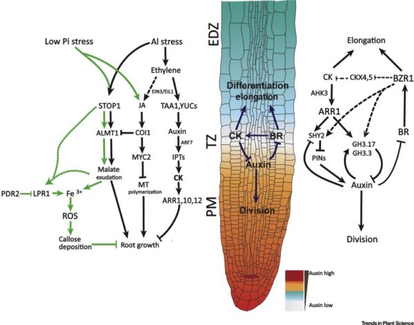 Review: The root transition zone: A hot spot for signal crosstalk (TIPS ...