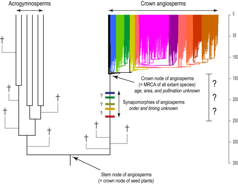 Review: Key questions and challenges in angiosperm macroevolution (New ...