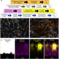 Update: Monitoring Polysaccharide Dynamics in the Plant Cell Wall | Plantae