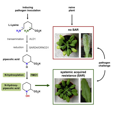 Emergence of N-hydroxy-pipecolic acid as a key long-distance immunity ...