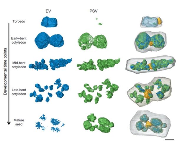 The Origins of Protein Storage Vacuoles | Plantae