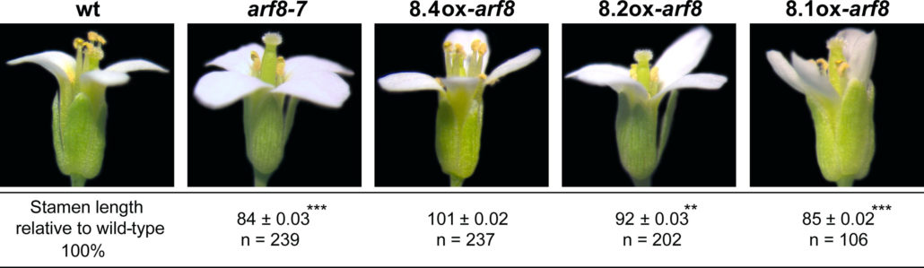 ONE GENE: DIFFERENT mRNAs, DIFFERENT TISSUES, DIFFERENT FUNCTIONS IN ...