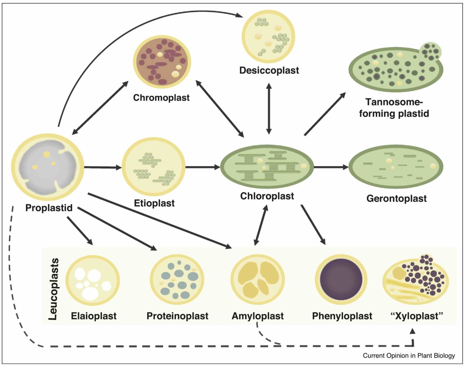 Review: A newly proposed plastid: the xyloplast (Curr. Opin. Plant Biol ...