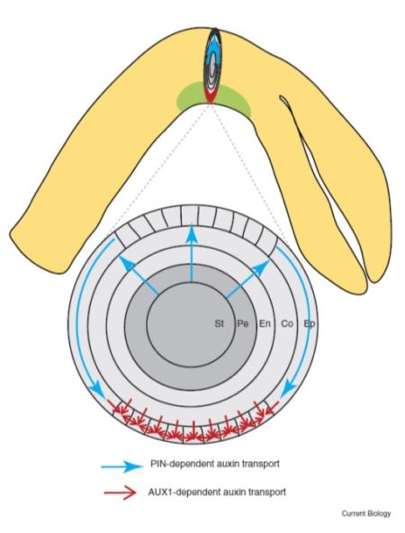 Review: The road to auxin-dependent growth repression and promotion in ...