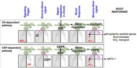 The cytokinin trans-Zeatin plays a role in long distance nitrogen ...