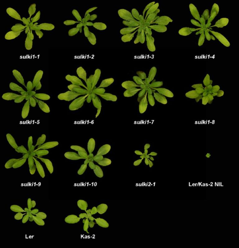 NLR mutations suppressing immune hybrid incompatibility (Plant Physiol ...