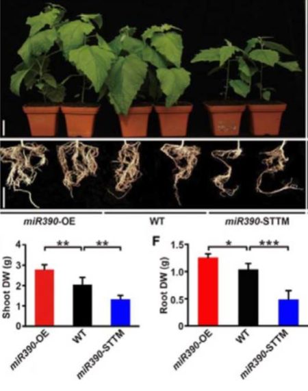 A MicroRNA Regulating Lateral Root Growth in Response to Salt | Plantae