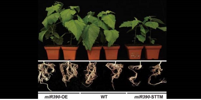 A MicroRNA Regulating Lateral Root Growth in Response to Salt | Plantae