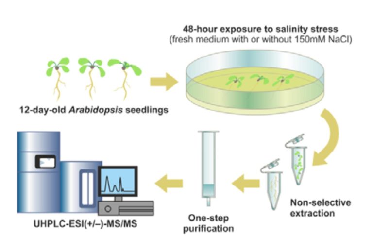 Multiple Phytohormone Screening Method Plantae
