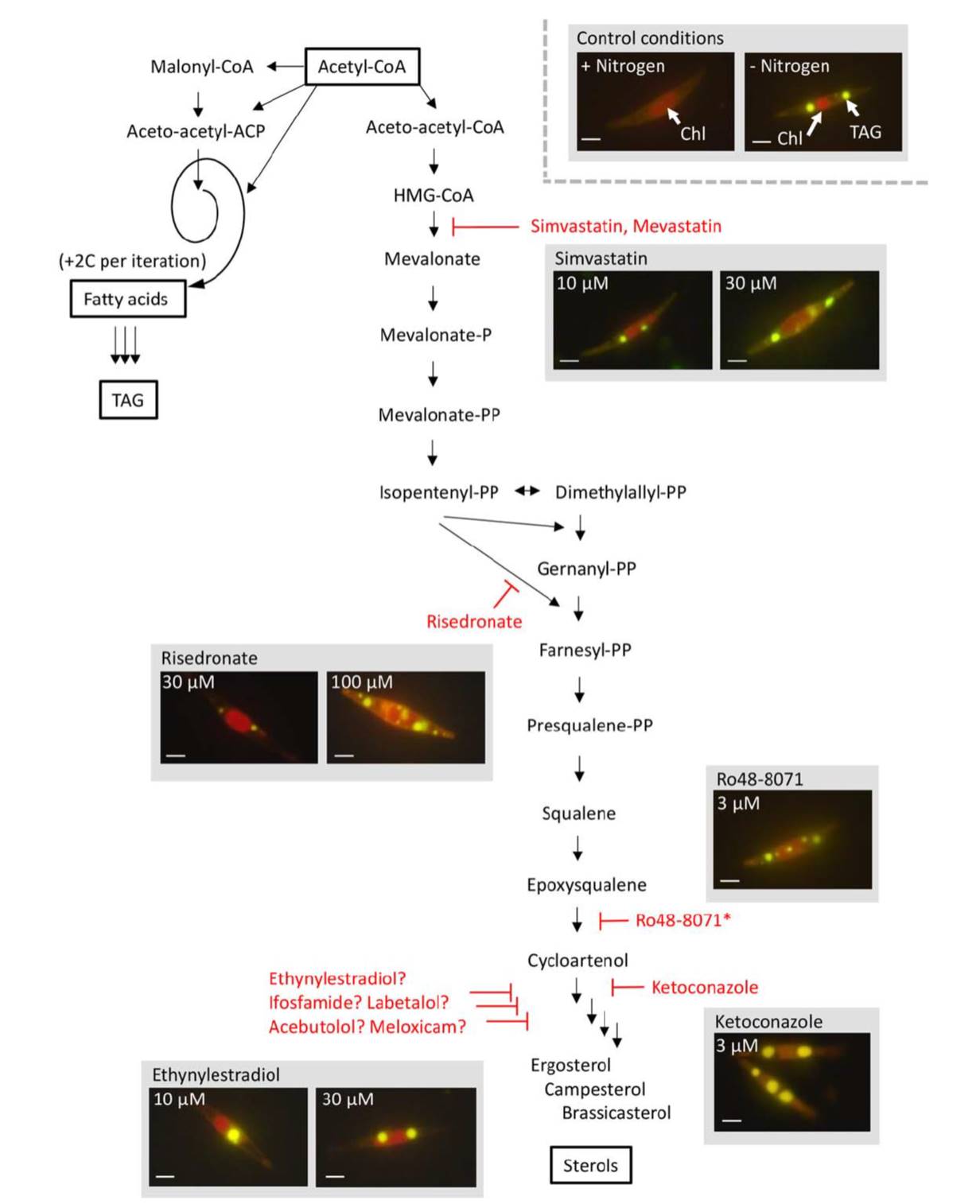 Drugs Triggering Oil Accumulation in a Diatom | Plantae