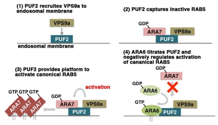 Integration of two RAB5 groups during endosomal transport in plants (OA ...