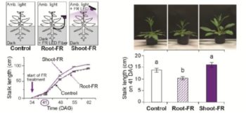 Root-expressed phytochrome B1 and B2 regulate shoot growth in nature ...