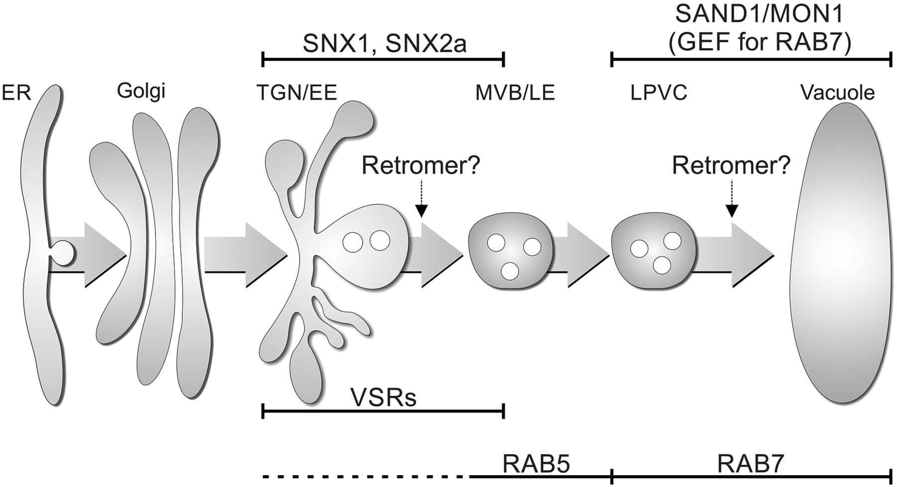 Turnover of Tonoplast Proteins | Plantae