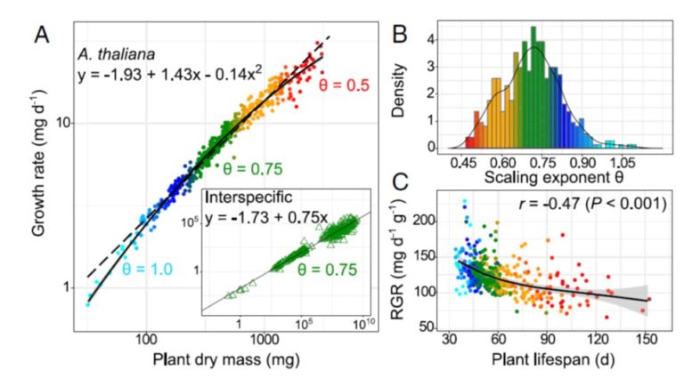 Adaptive diversification of growth allometry in Arabidopsis thaliana ...