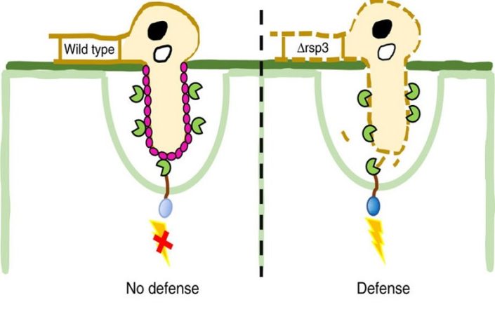 The repetitive effector Rsp3 promotes the virulence of the corn smut ...
