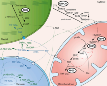 Folate Biofortification of Potato by Tuber-Specific Expression of Four ...