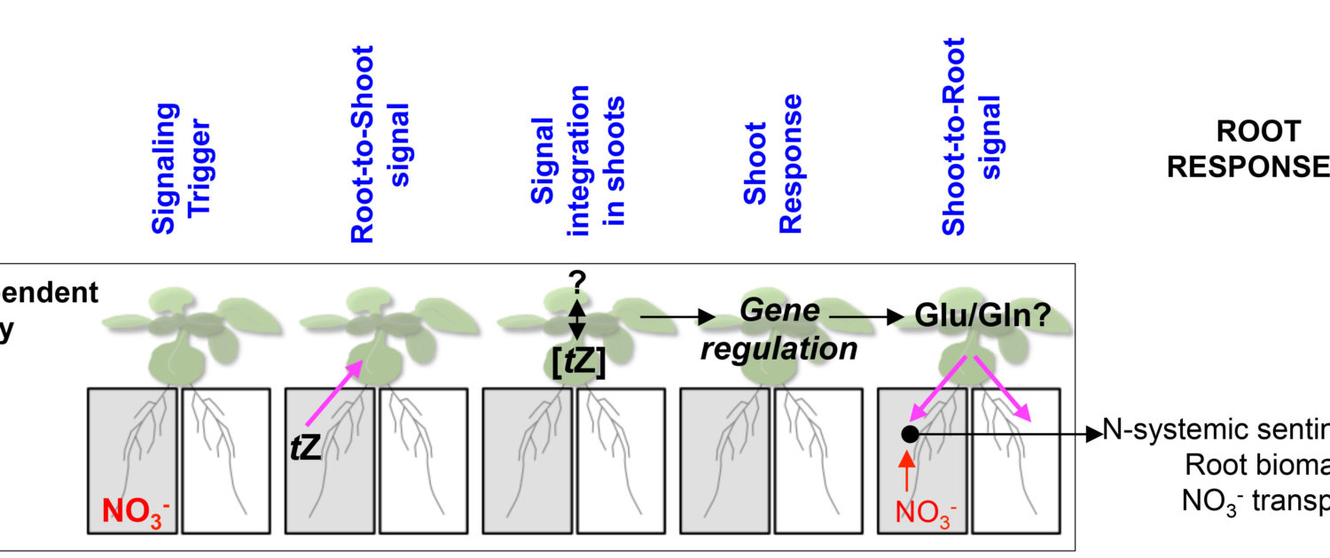 Nitrate Ahoy! Shoot Cytokinin Signals Integrate Growth Responses with Nitrogen Availability ...