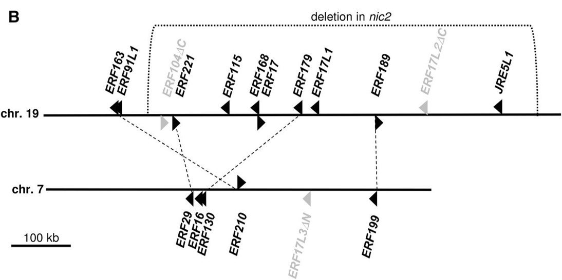 Genomic Insights into the Evolution of the Nicotine Biosynthesis ...