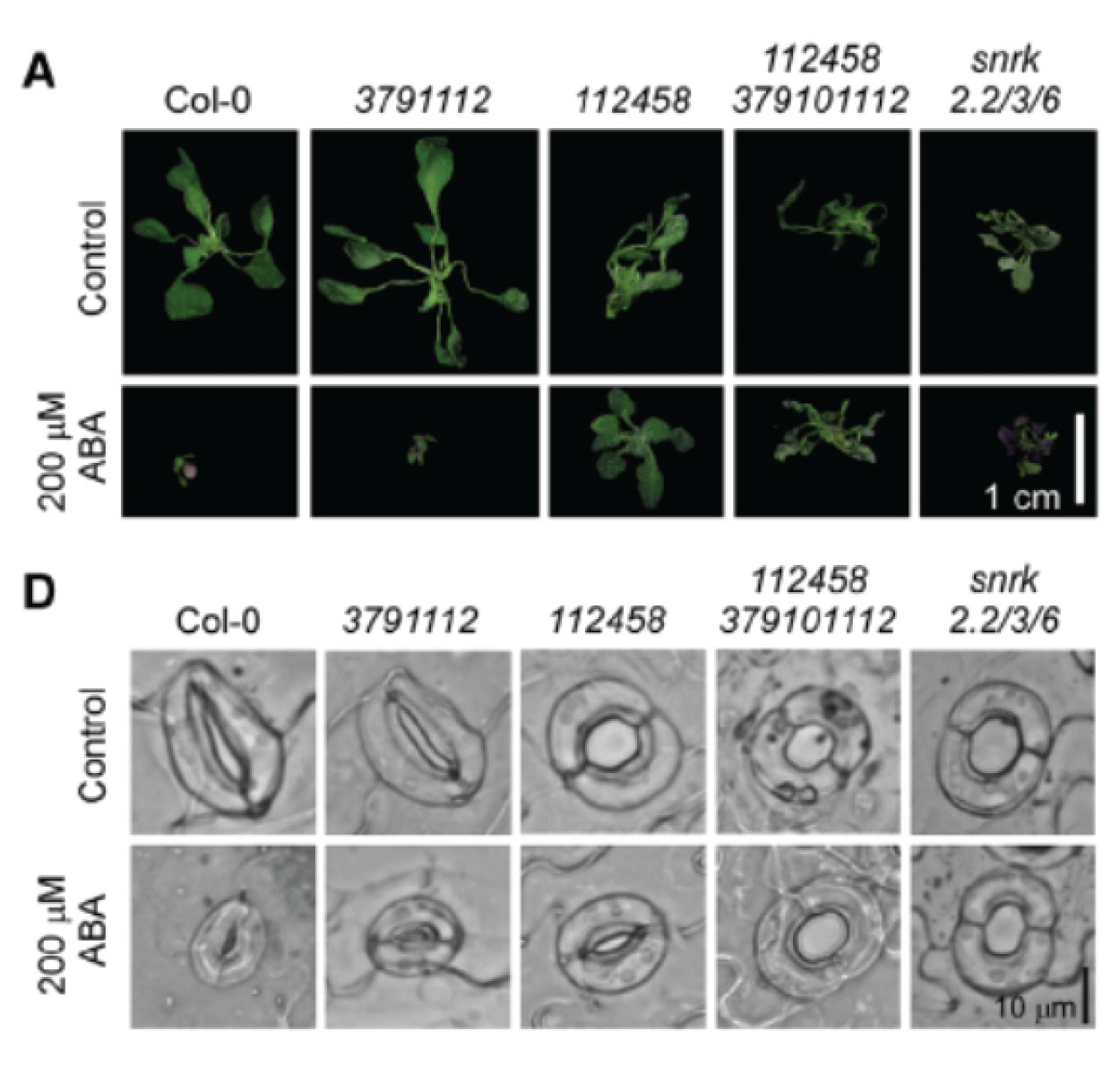Arabidopsis duodecuple mutant of PYL ABA receptors reveals PYL ...