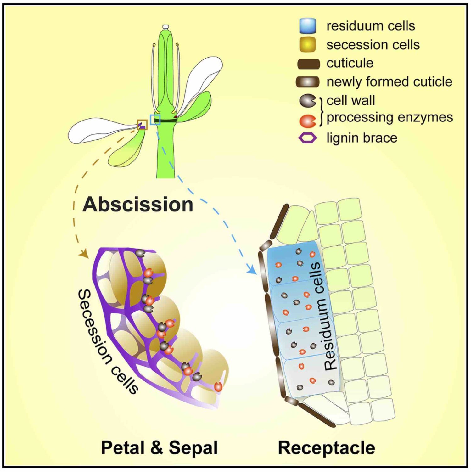 Plantae | Novel functions of TCP5 in petal development and ethylene ...