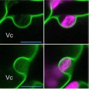 Selective Chloroplast Microautophagy | Plantae