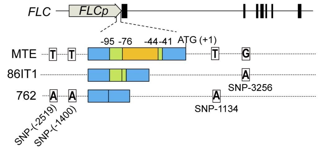 Is Genetic Evolution Predictable? | Plantae