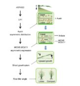 Rice tiller angle mediated by the LAZY1-dependent asymmetric ...