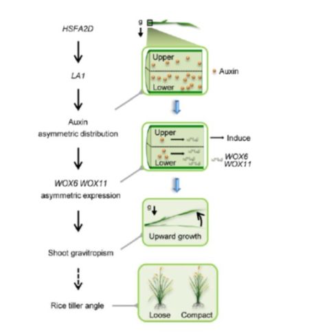 Rice tiller angle mediated by the LAZY1-dependent asymmetric ...