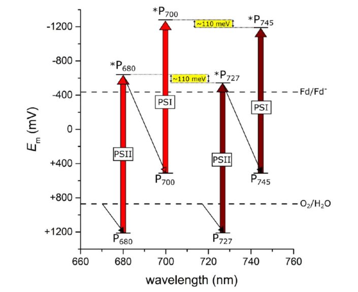 Photochemistry beyond the red limit in chlorophyll f–containing ...
