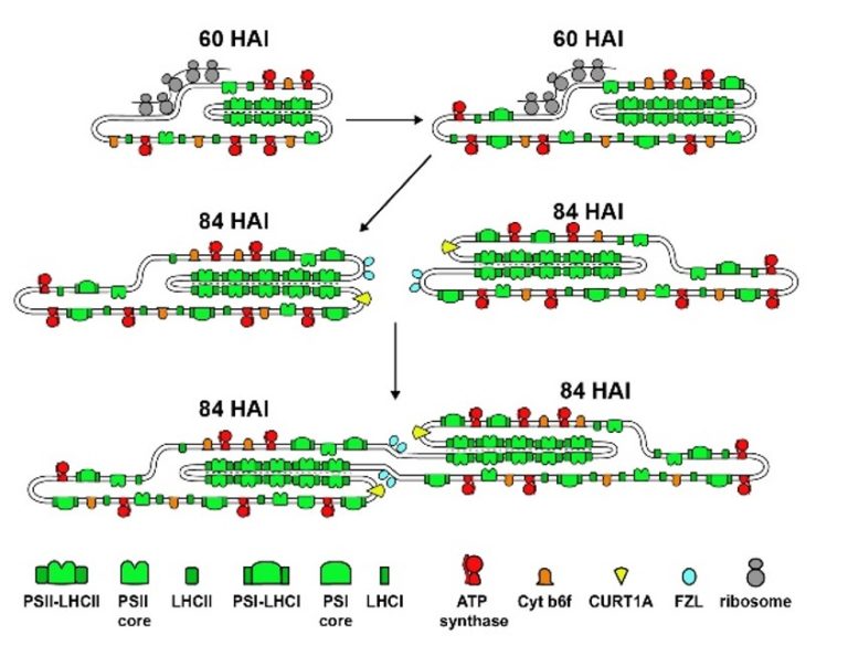 Biogenesis of thylakoid assembly in 3D | Plantae