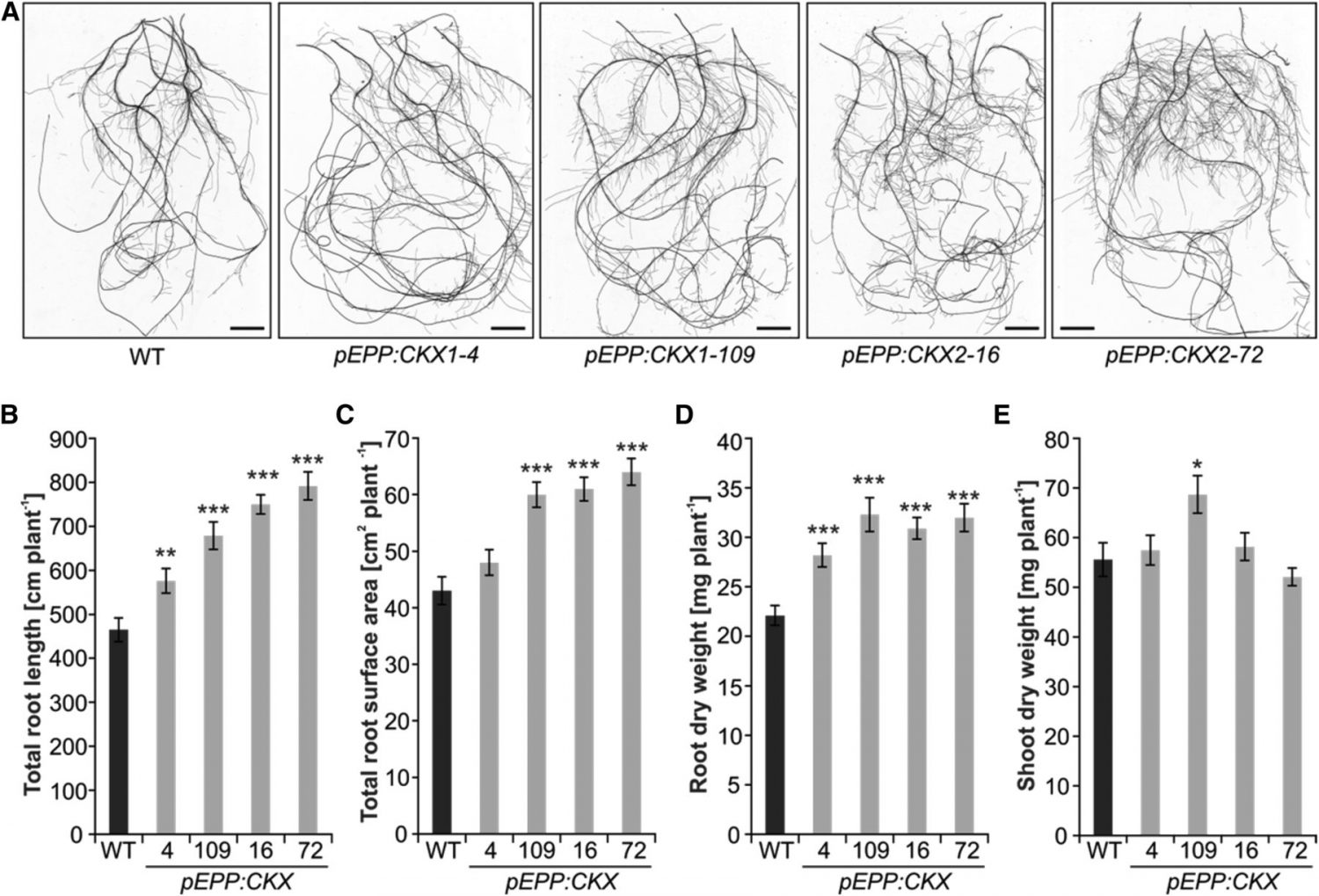 Releasing the Cytokinin Brakes on Root Growth | Plantae
