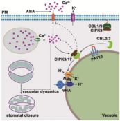 Calcium-mediated ABA signaling negatively regulated by CBL-CIPK system in guard cells (Plant ...