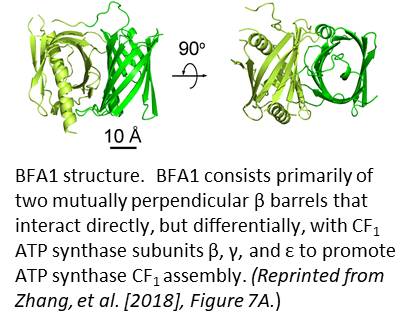 Assembling a Nanomolecular Power Station | Plantae