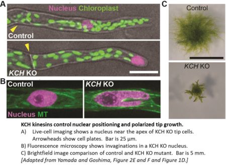Nuclear Positioning Requires a Tug-of-War Between Kinesin Motors | Plantae